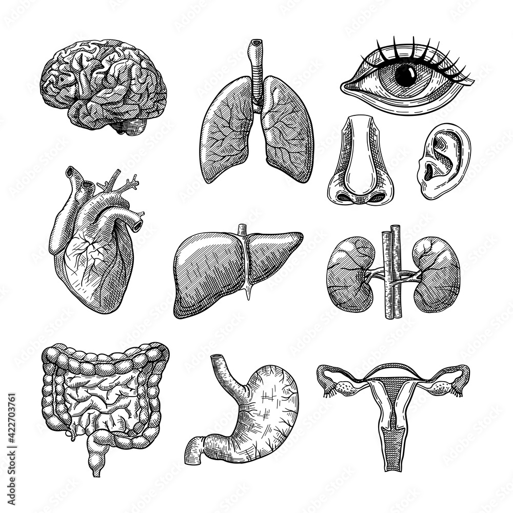 Human Body Organs Engraved Illustrations Set Hand Drawn Sketch Of