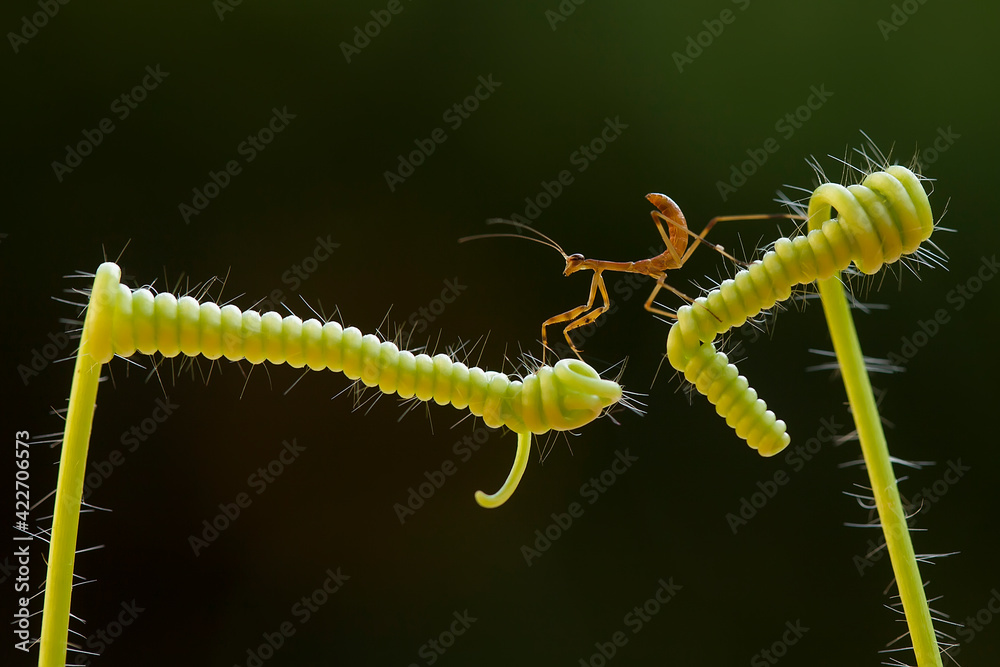 Story of Spesies Mantis Life Stock Photo | Adobe Stock