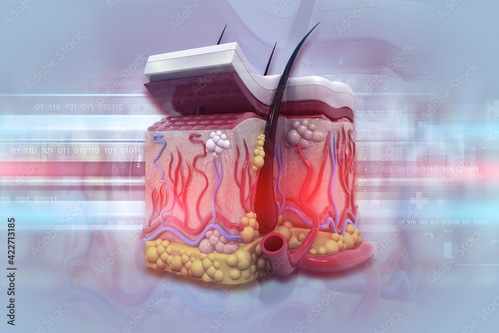 Human skin anatomy.3d illustration Stock Illustration | Adobe Stock