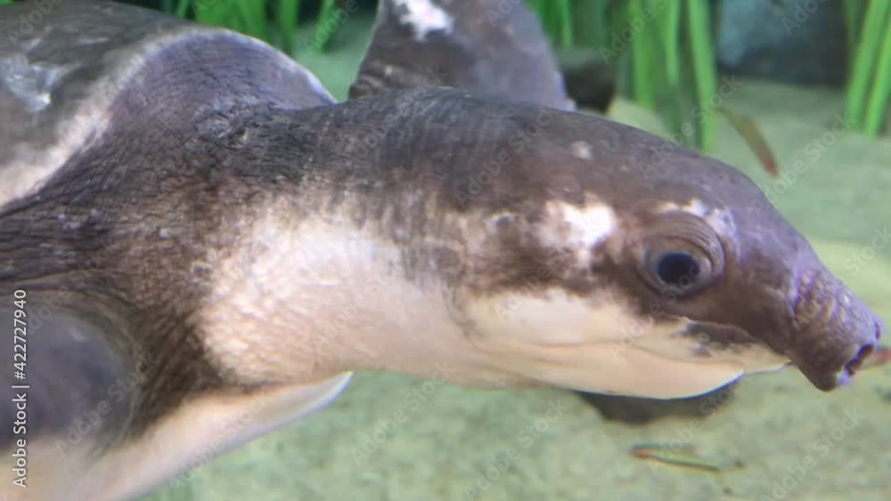 Pig-nosed turtle (Carettochelys insculpta). Also known as the Fly River ...