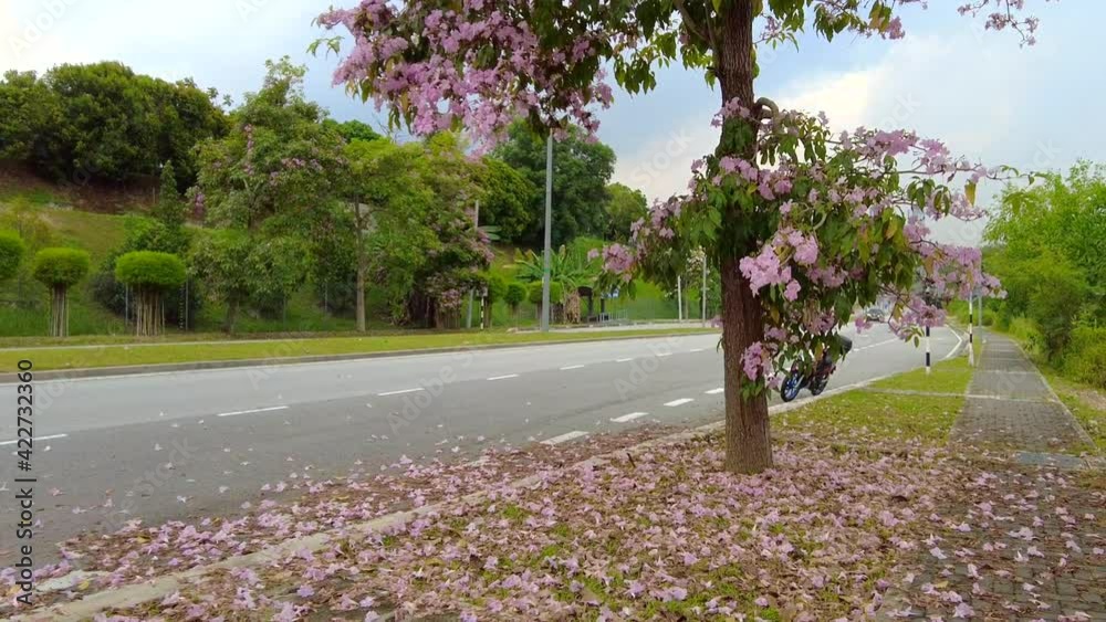 pink tecoma flower tree or Tabebuia rosea or Pink trumpet tree blooming ...