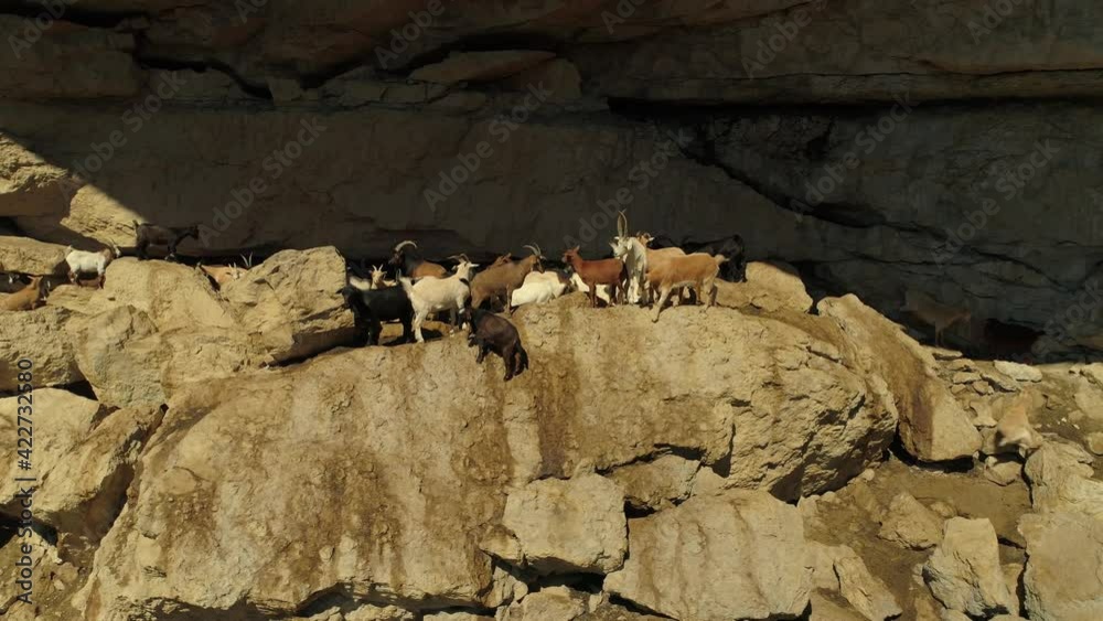 Dagestan North Caucasus tour Caucasian goat large herd of livestock ...