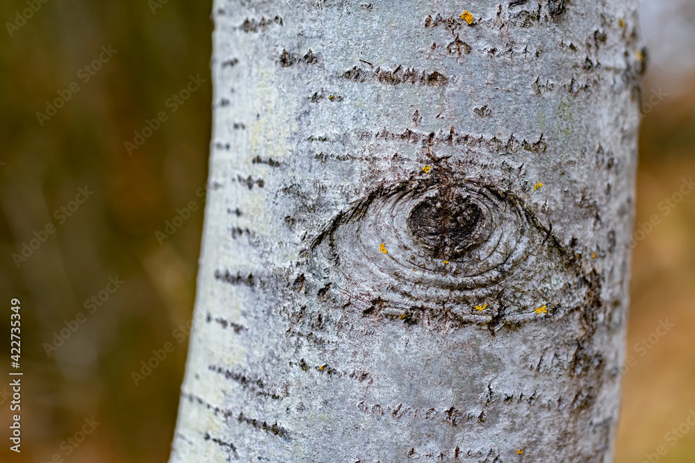 Auge Birke Betula Rinde Stamm Baum Pupille Phantasie Einbildung Blick ...