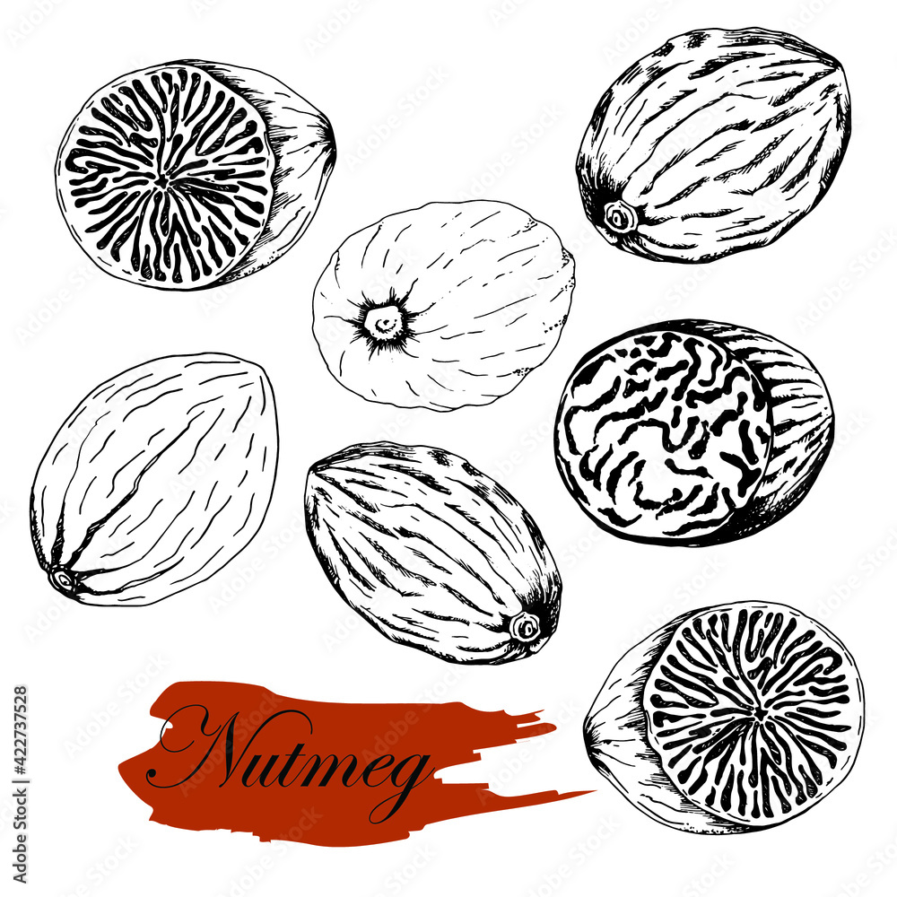 Nutmeg. Set. Stock black and white illustration. Hand drawing.Isolated ...