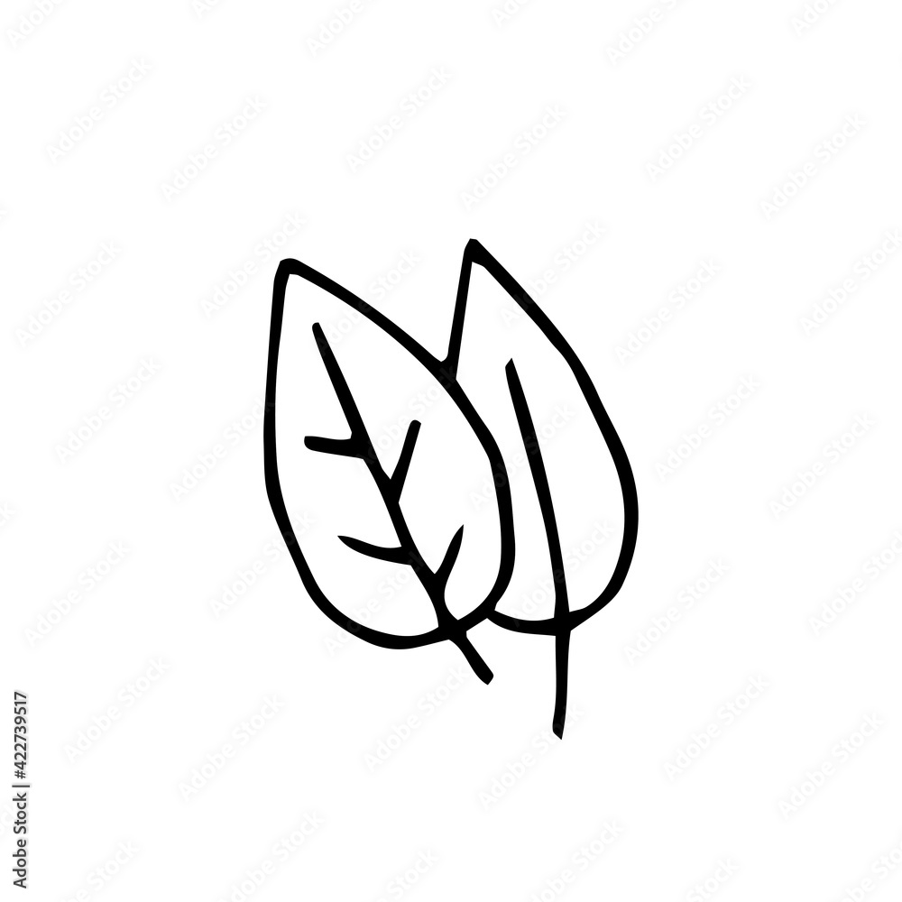 Two leaves from a tree. Vector hand-drawn doodle illustration. Black ...