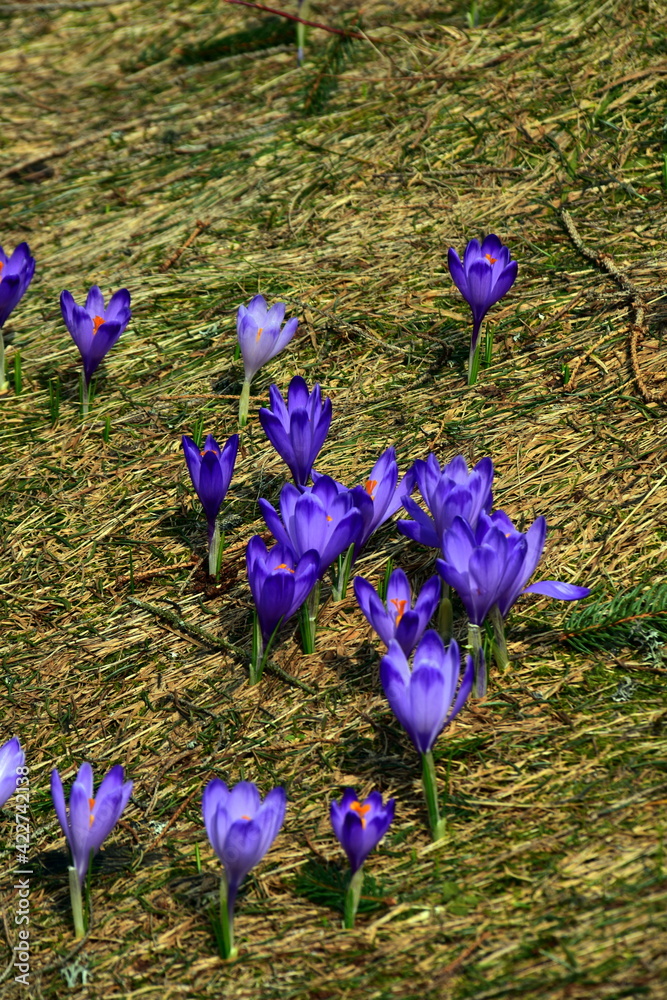 Krokusy w Tatrach, szafran spiski, łany kwiatów wgórach w Polsce, TPN ...