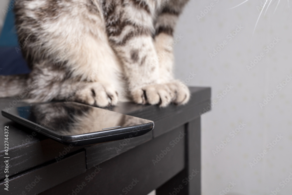 Cat is about to throw the smartphone from the table to the floor, which ...