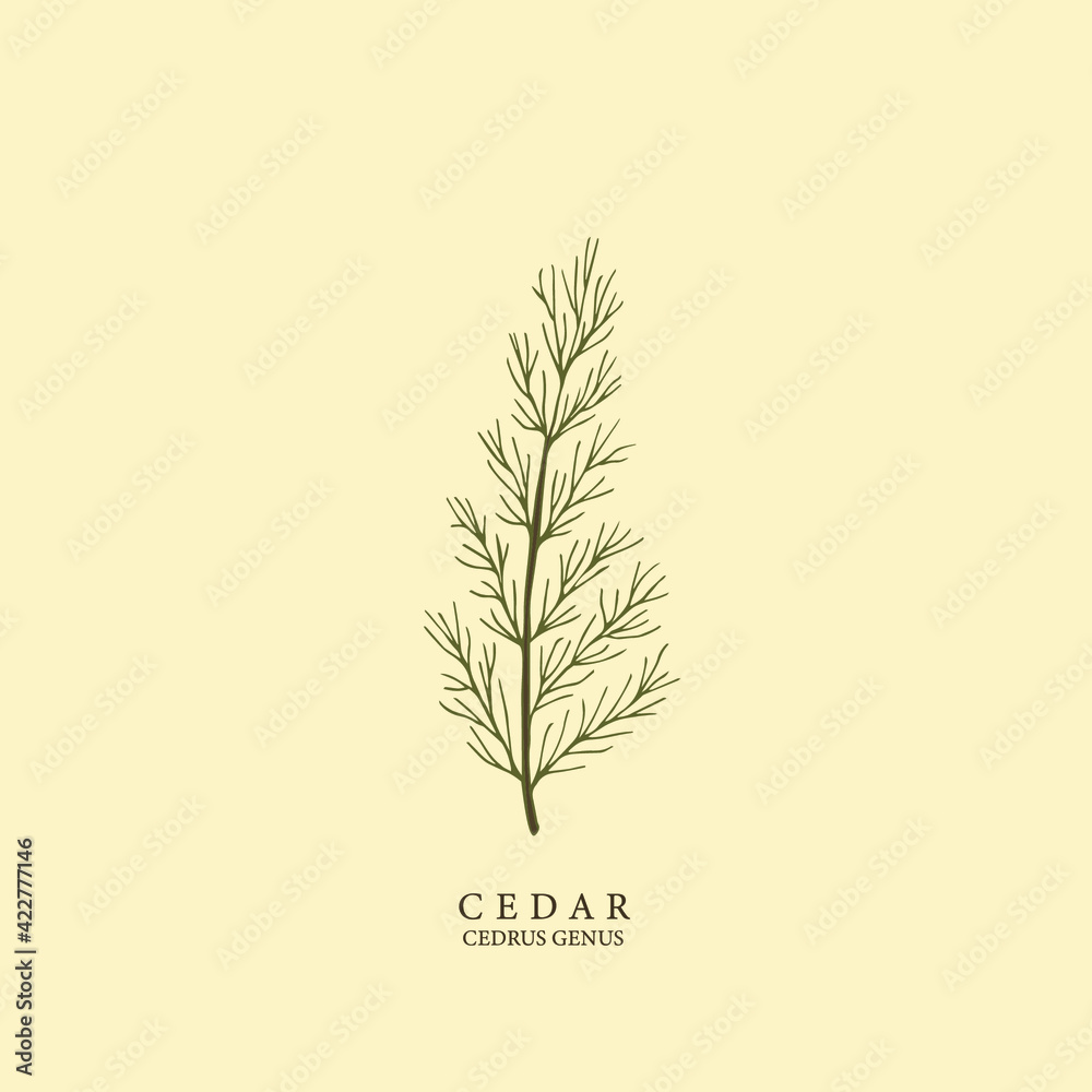 Hand drawn cedar illustration. Botanical design Stock Vector | Adobe Stock