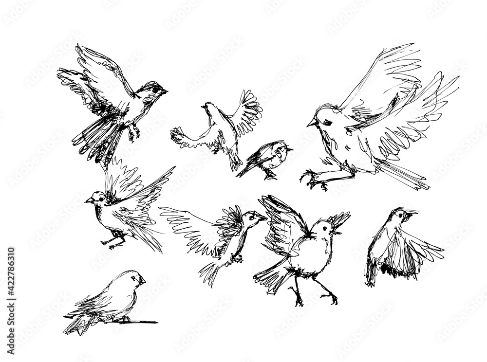 Vector ink sketch of flying birds Stock Vector | Adobe Stock