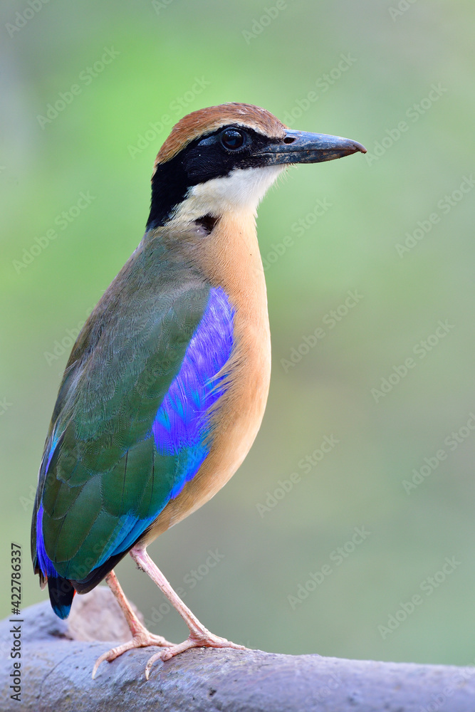 Mangrove pitta (megarhyncha) when it showing up on bridge rail with ...