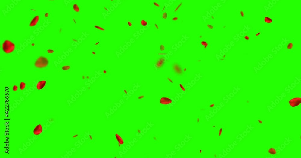 red rose petals flying on chroma key, green screen background, love and ...