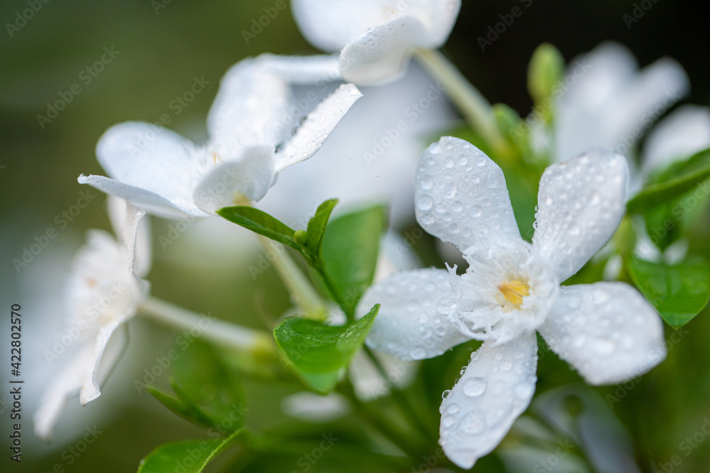 Plants in the genus Mok in Thailand imported from Sri Lanka. Local name ...