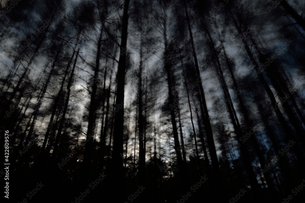Dark Evergreen Forest