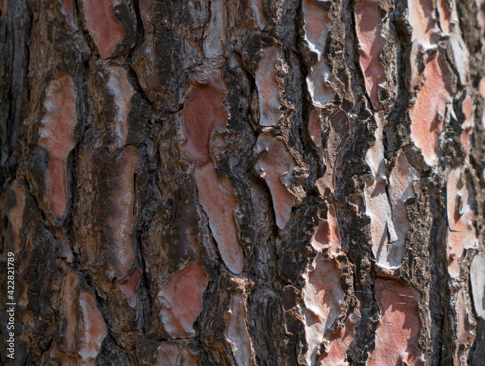 Texture Tree. Tree. Textura. Textura de arbol. Stock Photo | Adobe Stock
