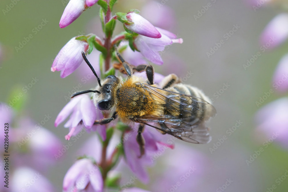 Closeup of a female of the Heather mining bee , Andrena fuscipes on ...