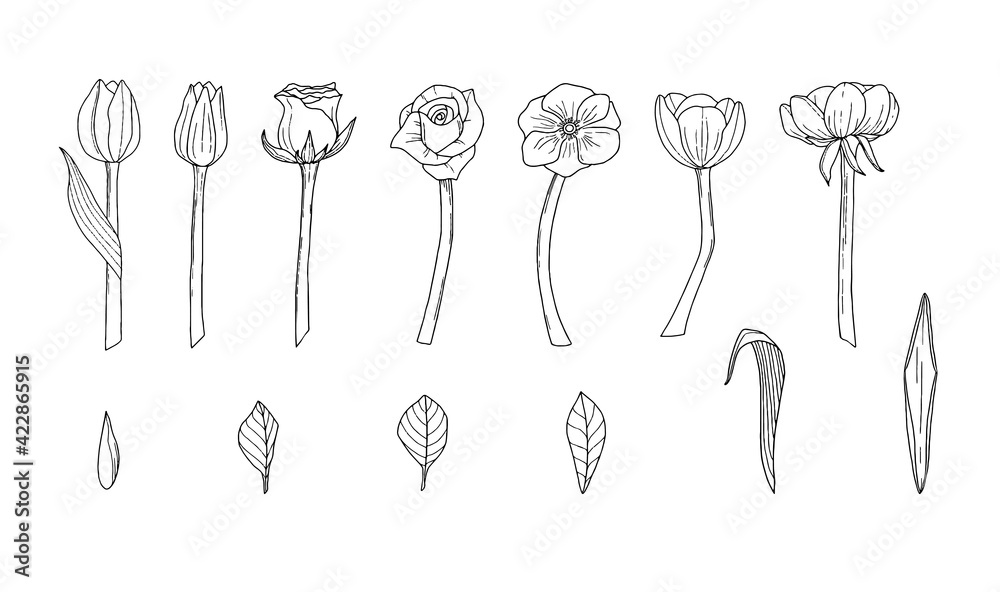 mix flowers drawing vector illustration and clip-art. cherry blossom ...