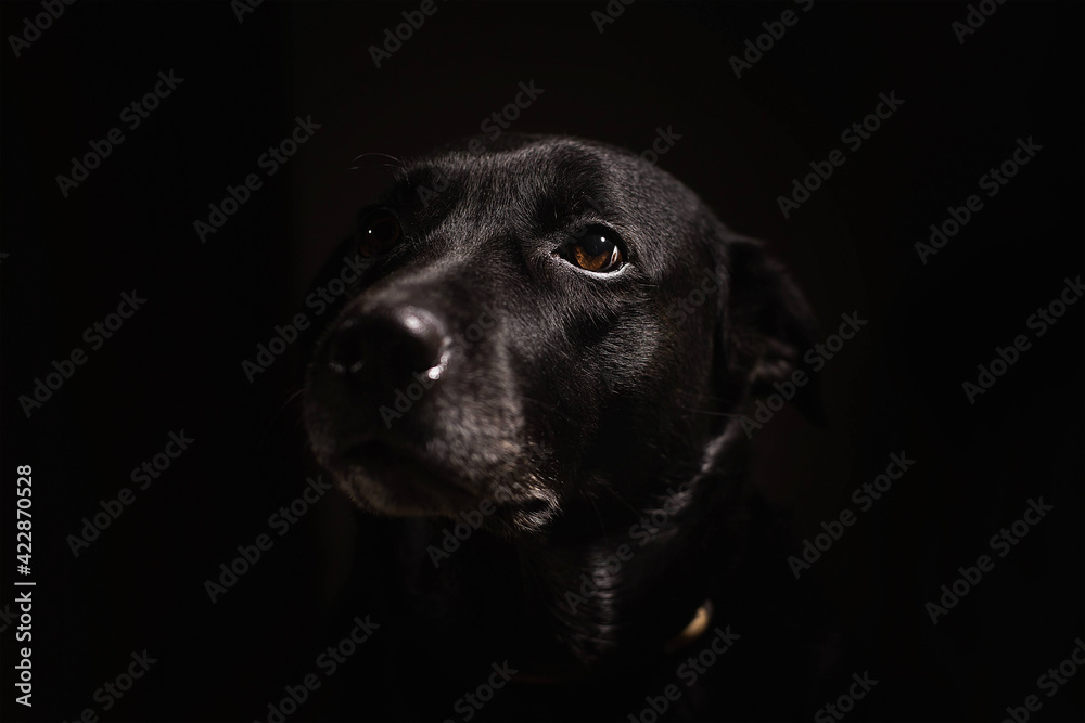 Labrador breed dog on isolated black background with focused look Stock ...