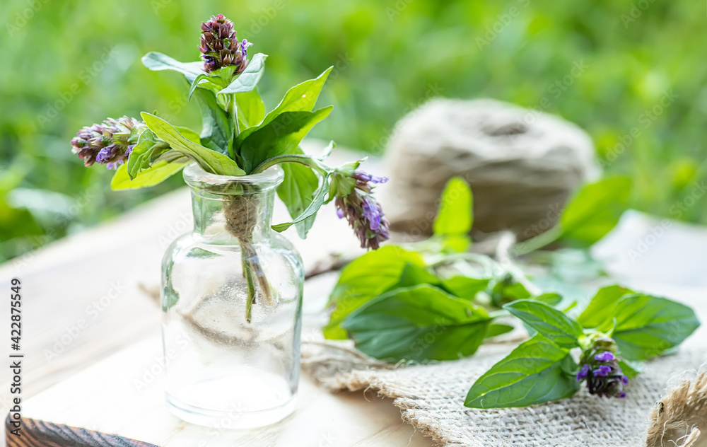Prunella vulgaris, self-heal, carpenter's herb purple flower tincture ...