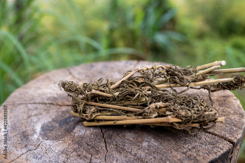 Dried marijuana leaves placed on an old wooden floor Background concept ...