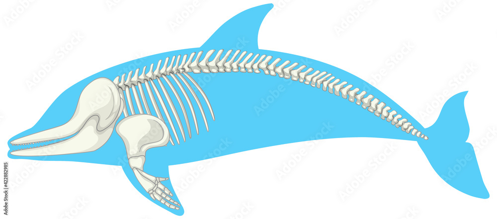 Skeleton anatomy of dolphin isolated on white background Stock Vector ...