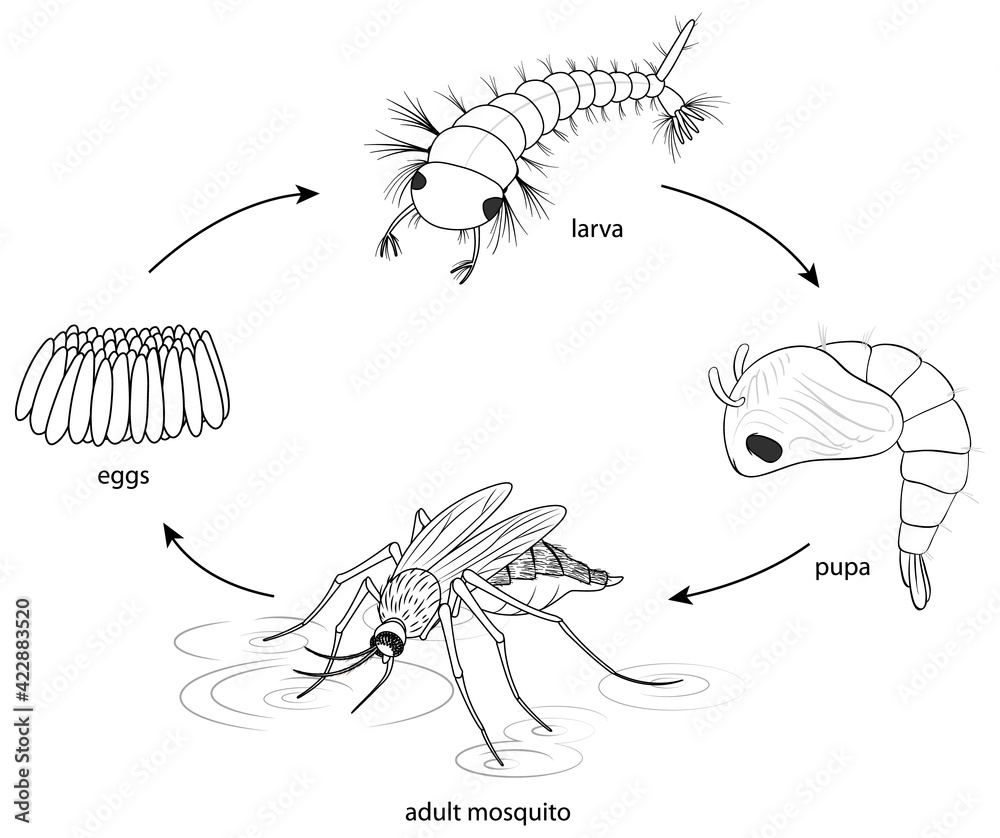 Vetor de Doodle of mosquito life cycle diagram do Stock | Adobe Stock