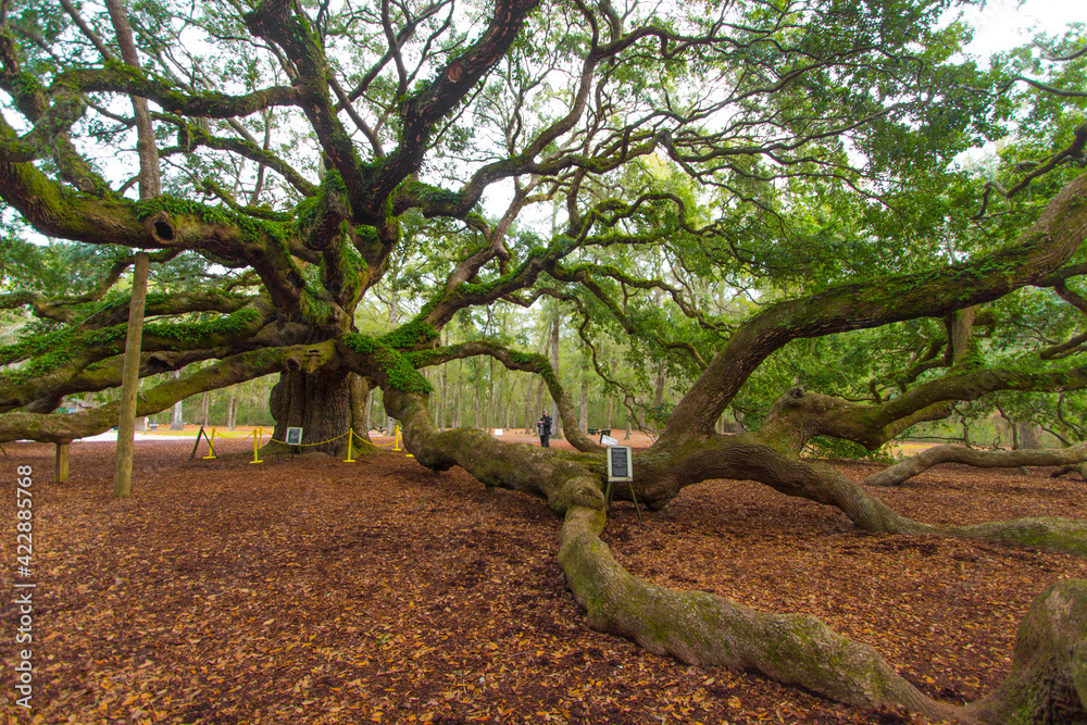 The Angel Oak Tree. The angel oak is considered to be one of the oldest ...