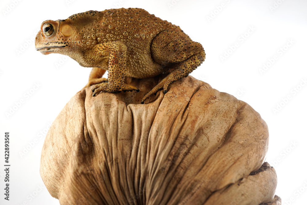 Cane Toad Asia on dry coconut husk with white background. Asian common ...