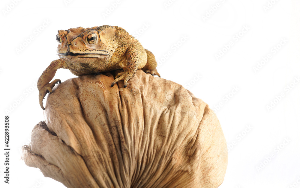 Cane Toad Asia on dry coconut husk with white background. Asian common ...