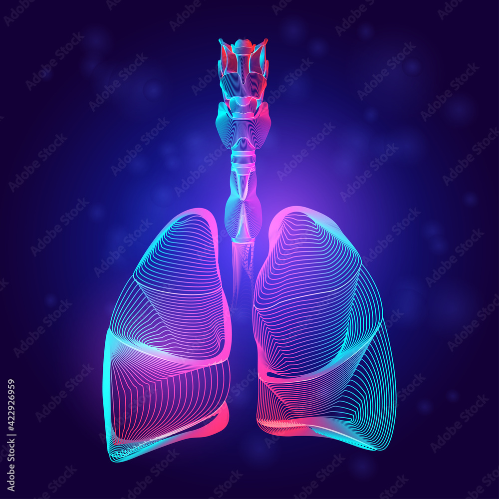 Human lungs medical structure. Outline vector illustration of body part ...