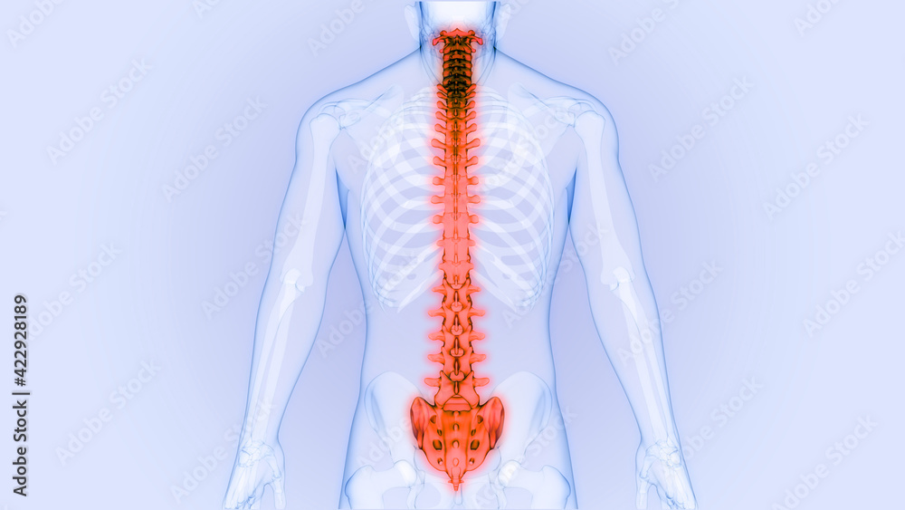 Spinal Cord Vertebral Column of Human Skeleton System Anatomy Stock ...