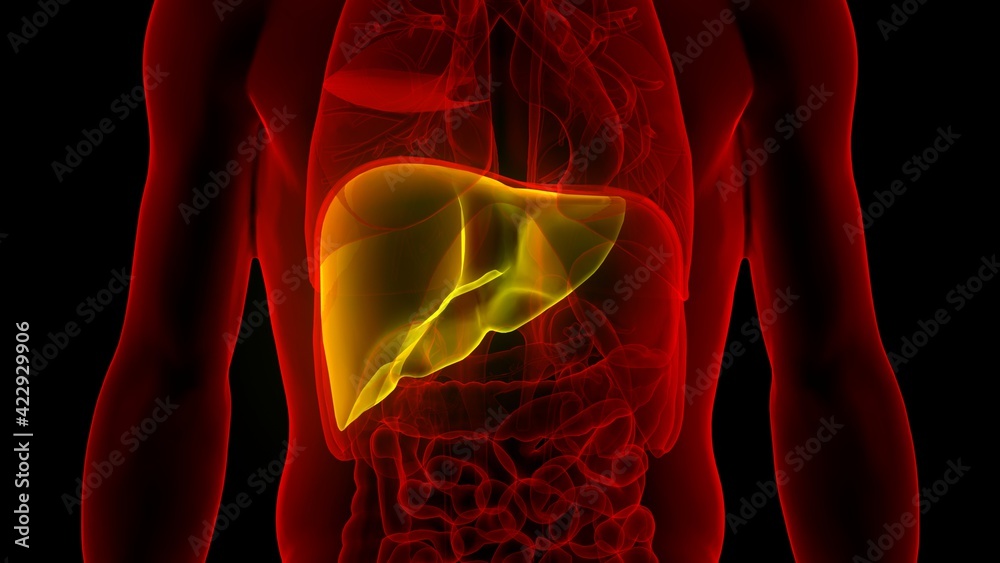 Human Internal Digestive Organ Liver Anatomy Stock Illustration | Adobe ...