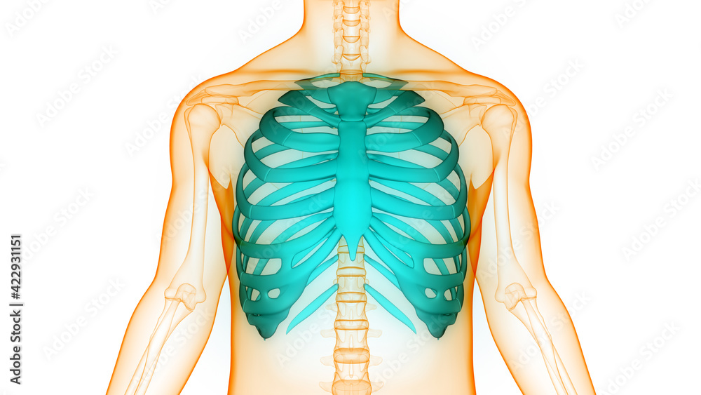 Human Skeleton System Rib Cage Bone Joints Anatomy Stock Illustration ...