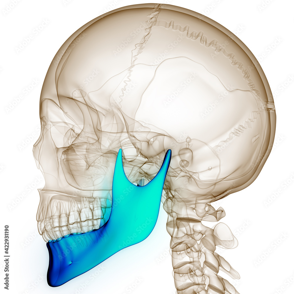 Human Skeleton System Skull Bone Parts Mandible Anatomy Stock ...
