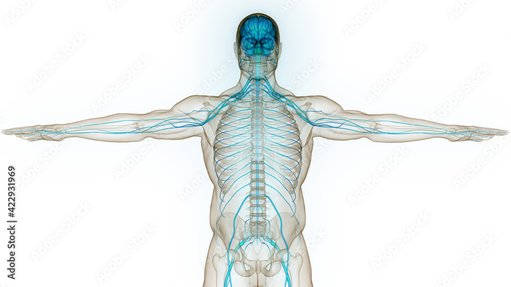 Central Organ of Human Nervous System Brain Anatomy Stock Illustration ...