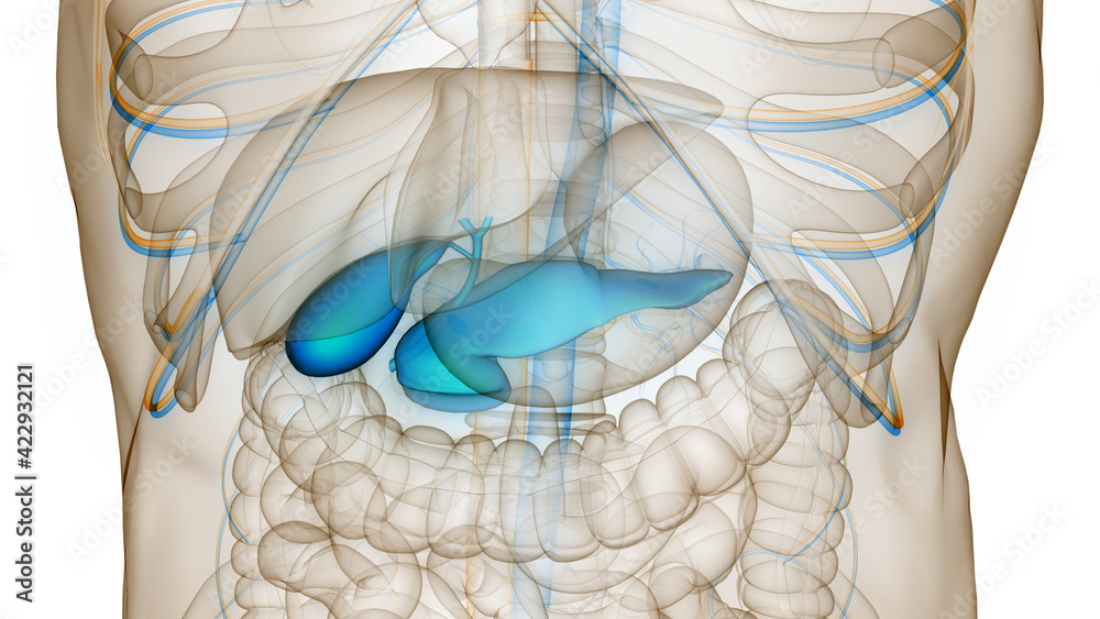 Human Internal Organs Pancreas with Gallbladder Anatomy Stock ...