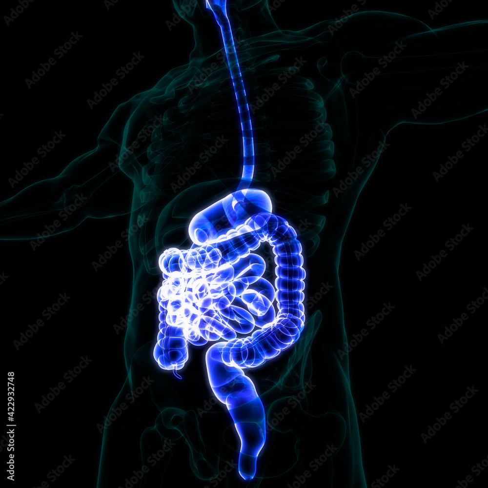 Human Digestive System Anatomy Stock Illustration | Adobe Stock