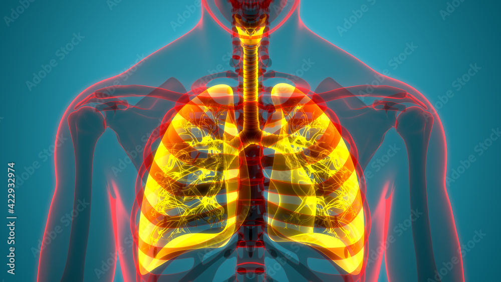 Human Respiratory System Lungs Anatomy Stock Illustration | Adobe Stock
