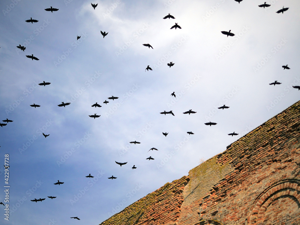 Foto de Flock of black birds fly over ancient ruins. Flying animals in ...