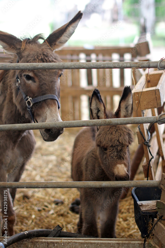 Donkey mom and her son on a farm. Family scenes, two tender donkeys in ...