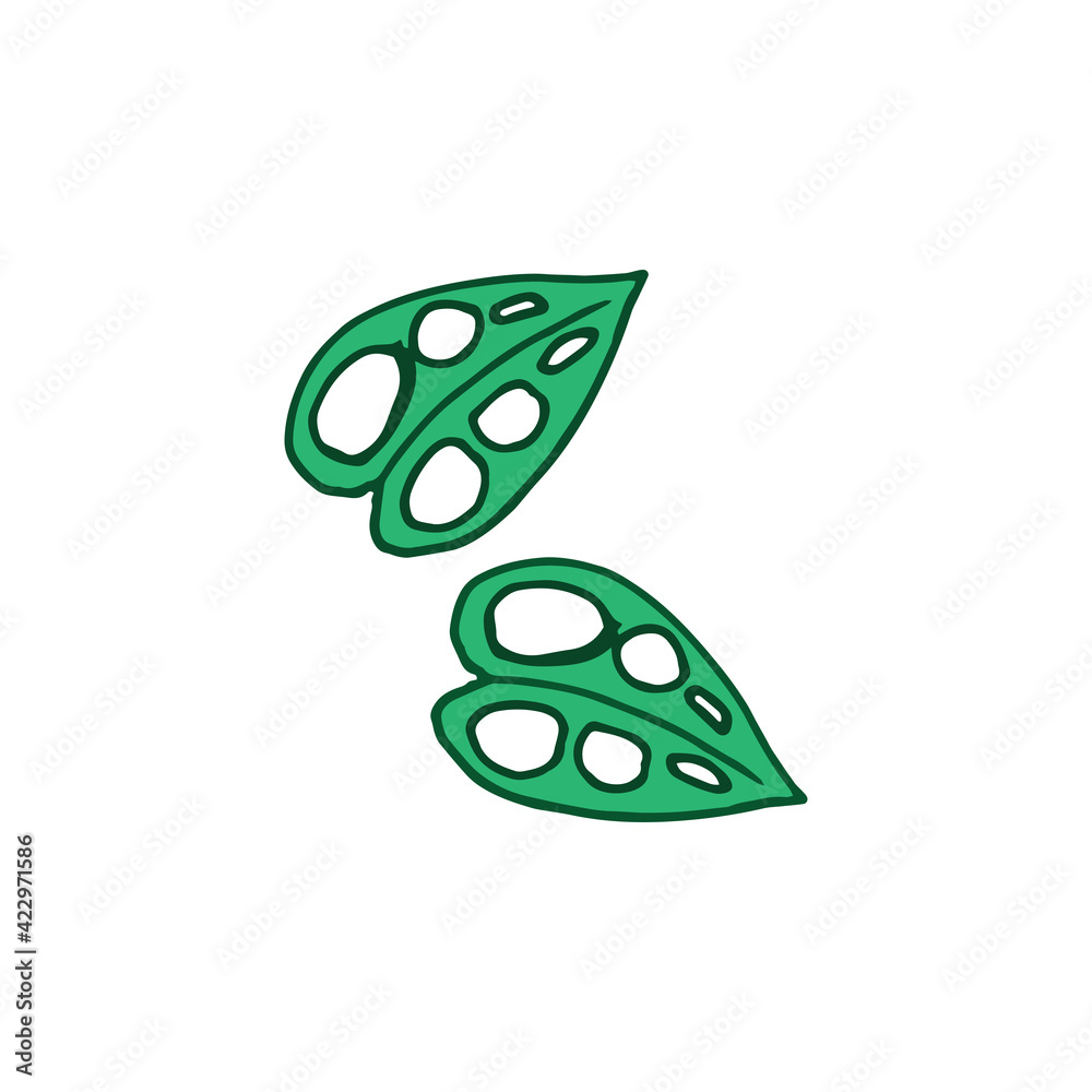 popular plant in Indonesia, Janda Bolong plant. viral unique leaf ...