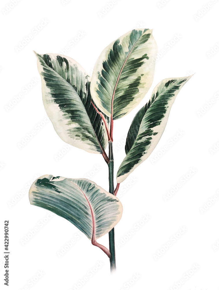 Ficus elastica tropical leaves watercolor illustration. Botanical ...