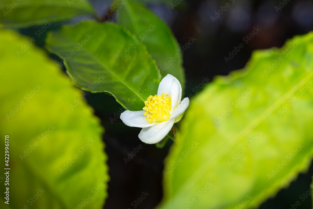 Flower of tea plant Camellia sinensis White flower on a branch, Chinese ...