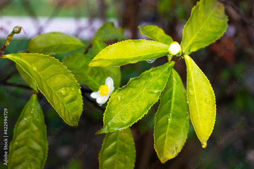 Flower of tea plant Camellia sinensis White flower on a branch, Chinese ...