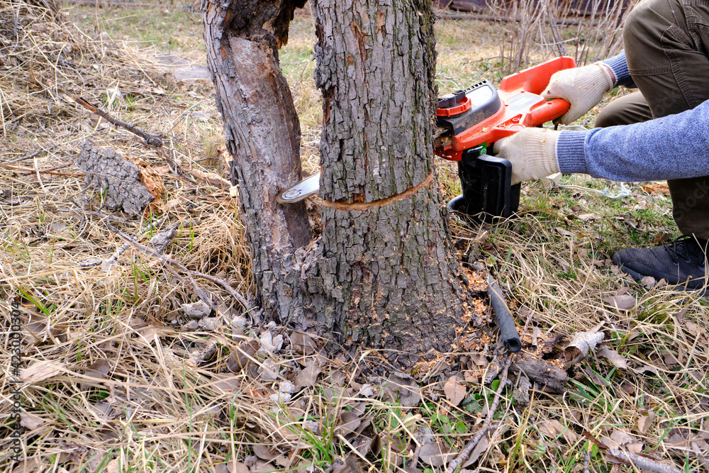 Cutting a dry tree in the garden in spring with an electric chain saw ...