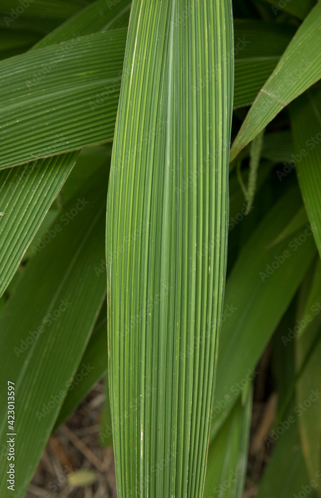 Leaf texture and pattern. Closeup view of Setaria sulcata, also known ...
