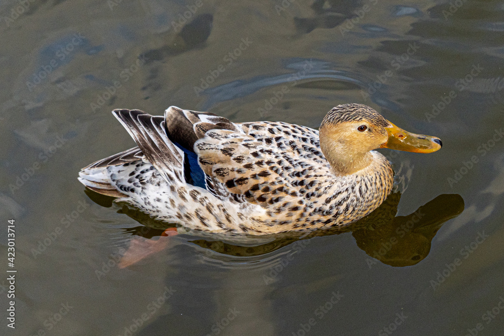 Leucistic Mallard Duck on Lake showing black and white speckled ...