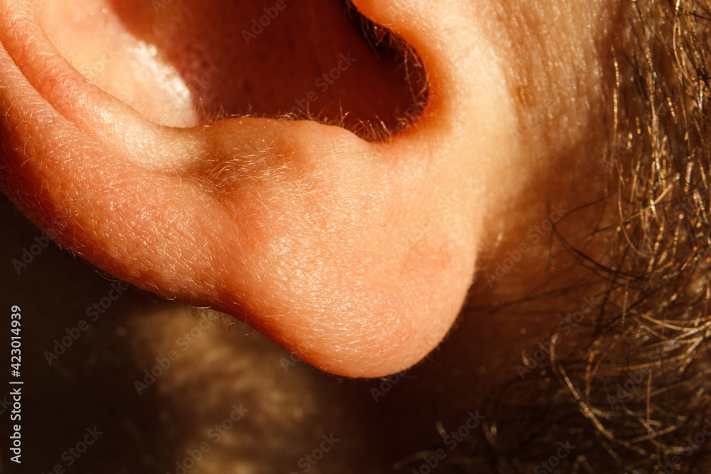 Human ear, shadows and curls. Close-up photo of the shield and earlobe ...