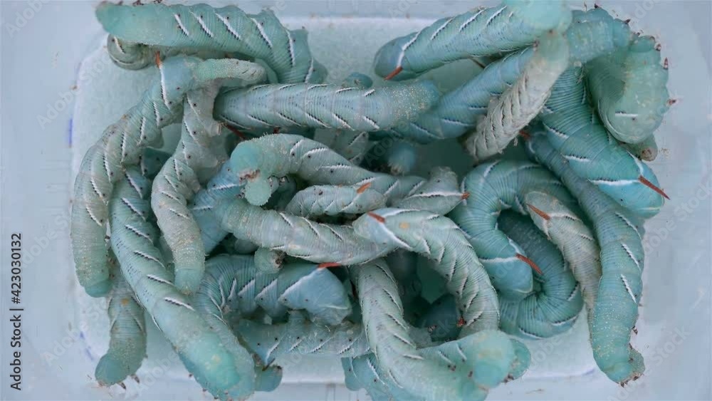 caterpillar Insecta Manduca sexta, family Sphingidae, species of ...