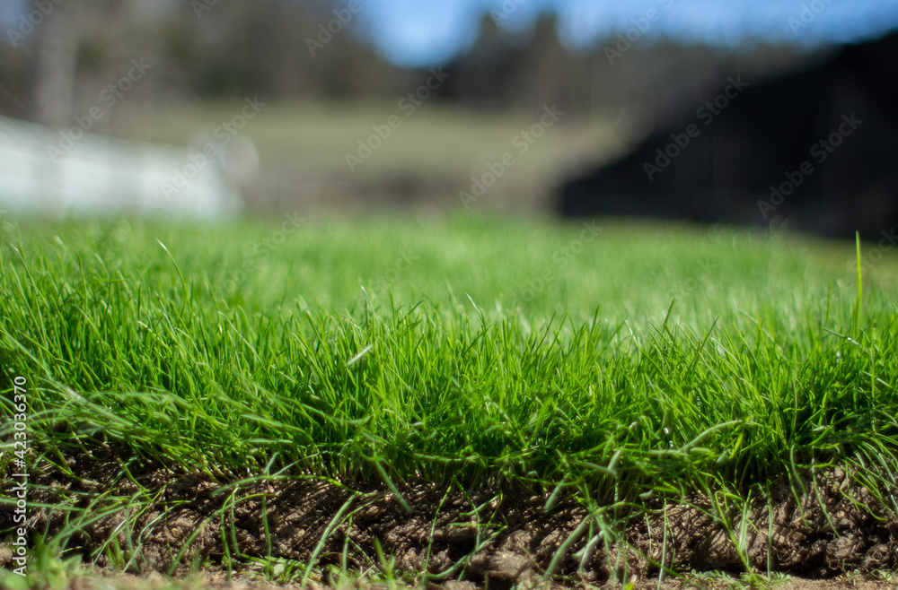 piece of natural organic grass to be planted above ground in daylight ...