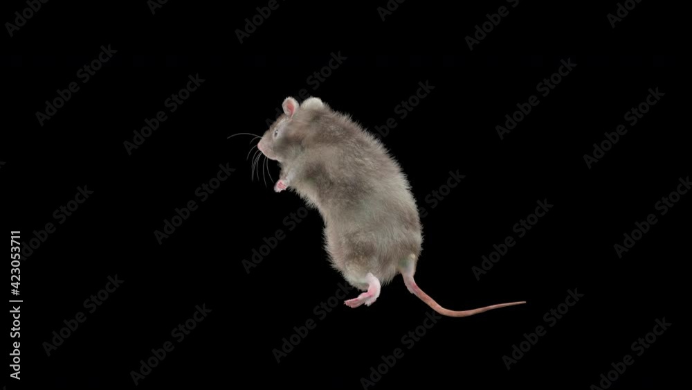 rat Dance CG fur 3d rendering animal realistic CGI VFX Animation Loop ...